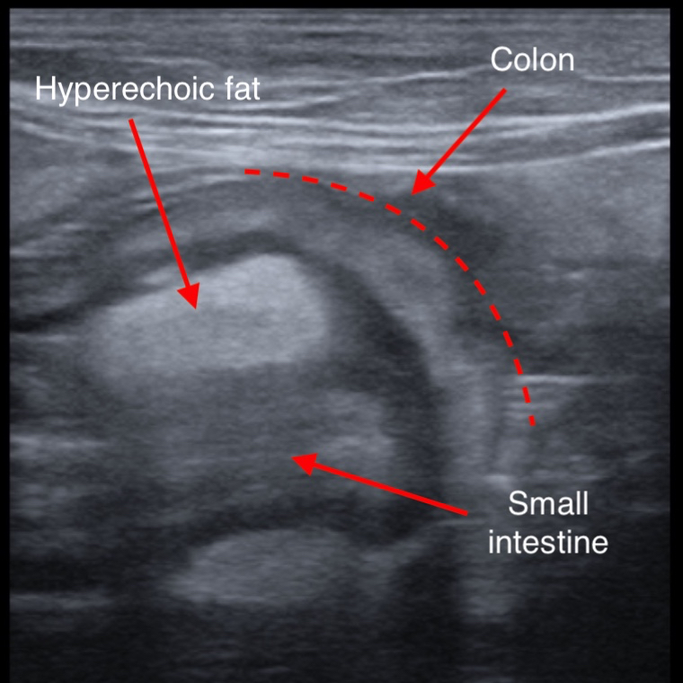 Northwest Veterinary Imaging